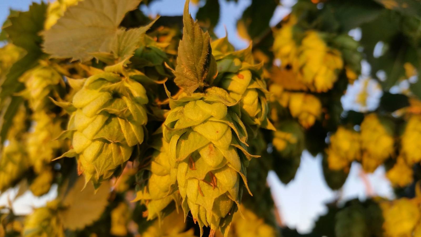 Hops - Green Acre Farms