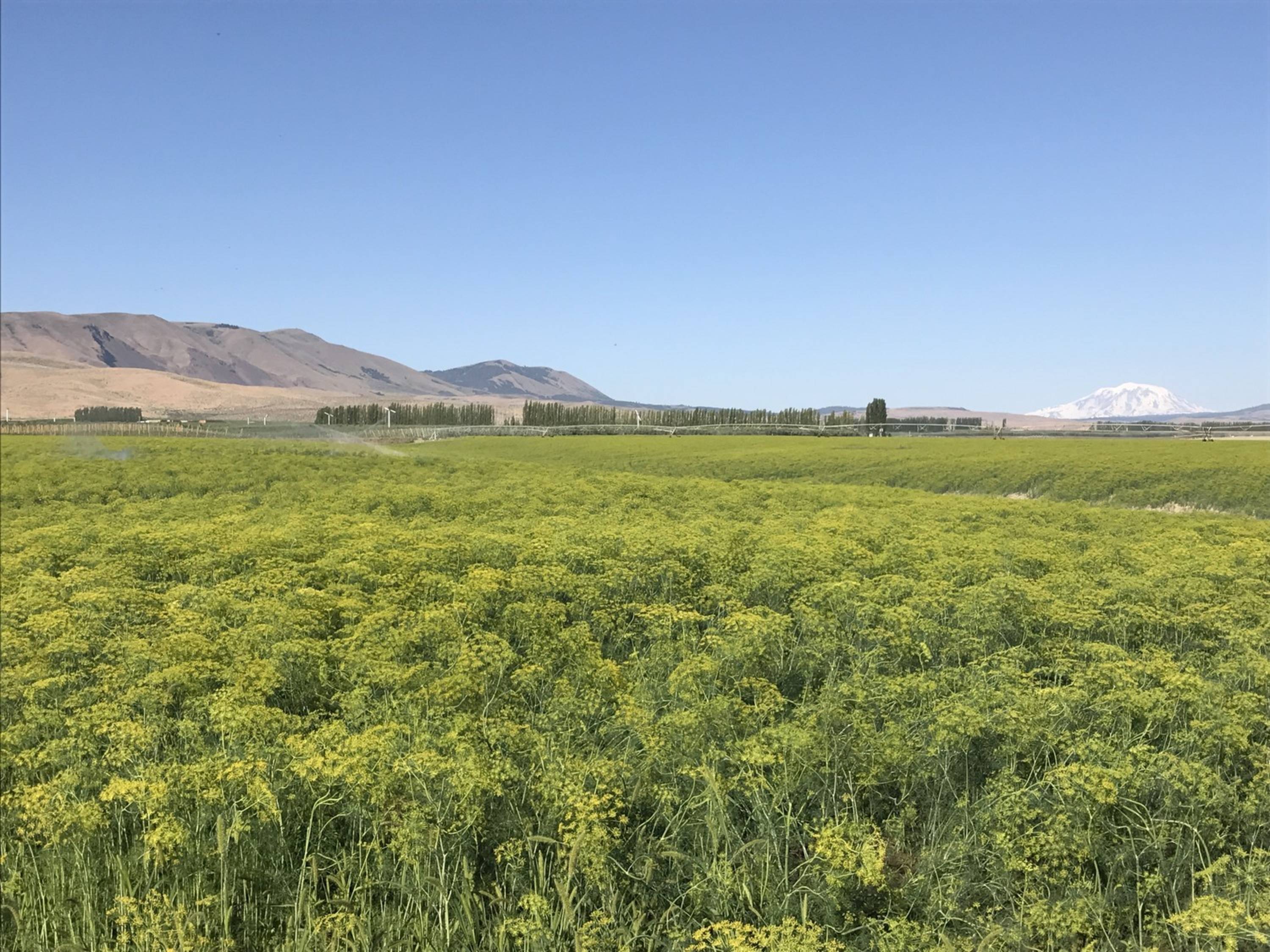 Hops, Orchards and Row Crops in the Yakima Valley - Green Acre Farms