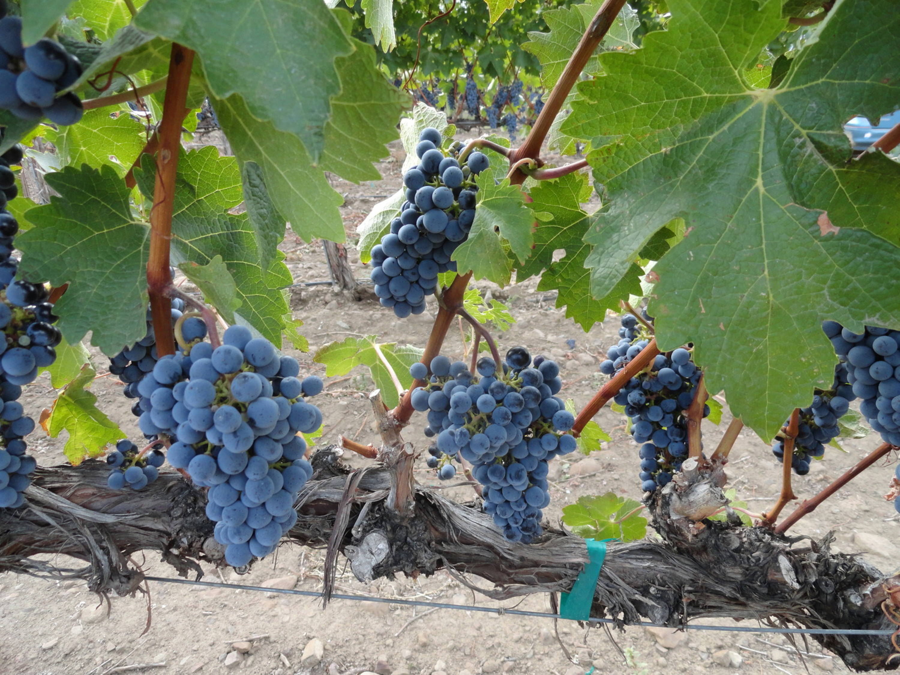 Hops, Orchards and Row Crops in the Yakima Valley - Green Acre Farms
