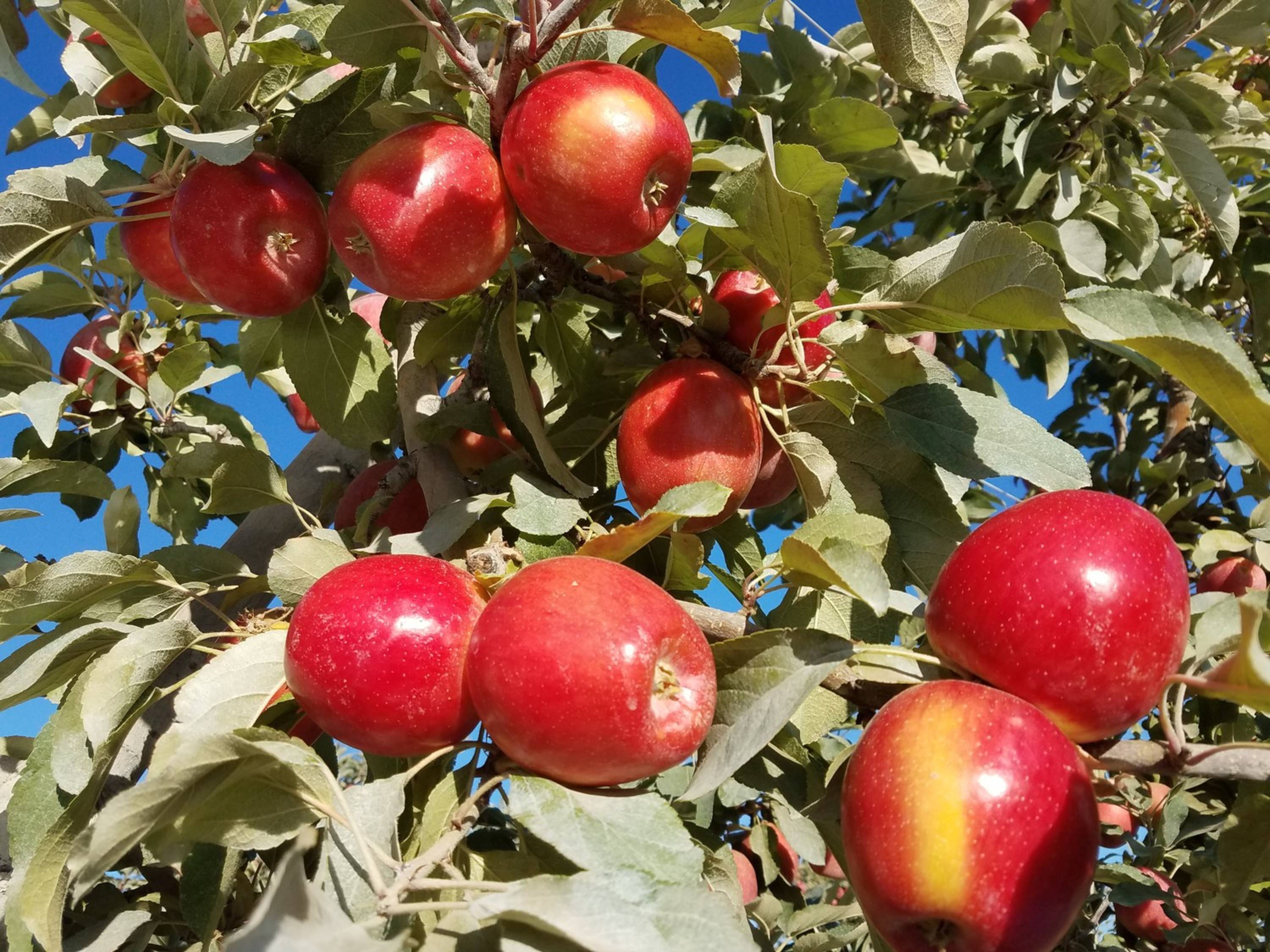 Hops, Orchards and Row Crops in the Yakima Valley - Green Acre Farms