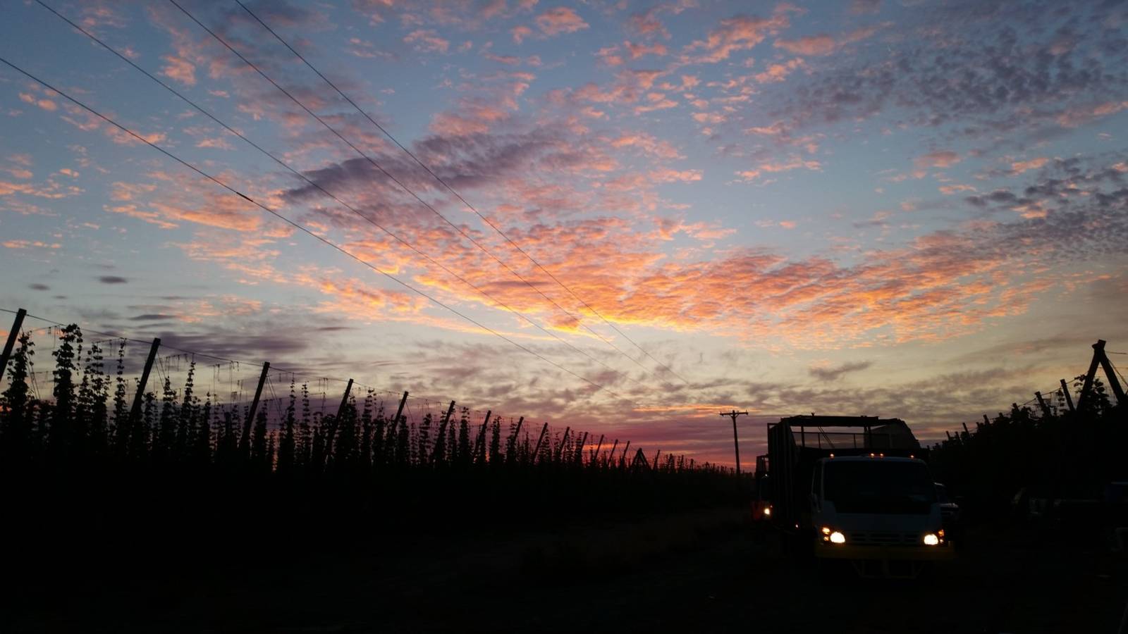 Hops - Green Acre Farms